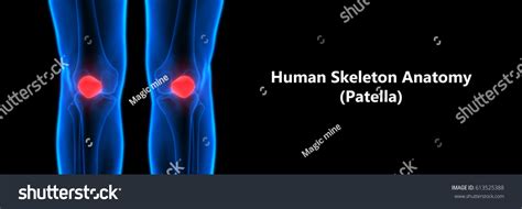 Human Skeleton Anatomy Patella 3d Stock Illustration 613525388