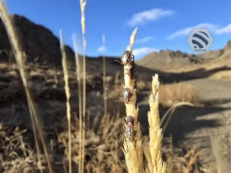 ХАЧГААР ДАМЖИХ ХАЛДВАРЫН ТАНДАЛТ СУДАЛГАА ХИЙЛЭЭ