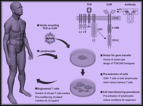 4 Redirecting T Cell Specificity T Cell Specificity Can Be Redirected Download Scientific