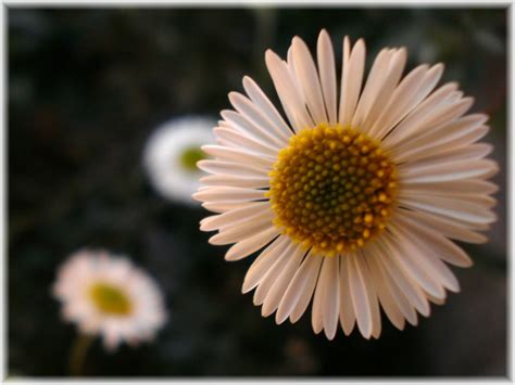 Macro Practice Jinja Photography Flickr