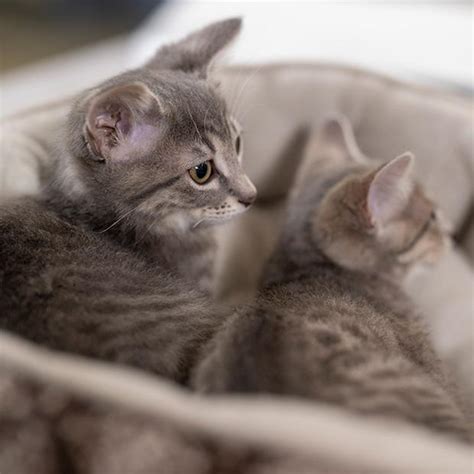 Exploring Cat Lymph Nodes