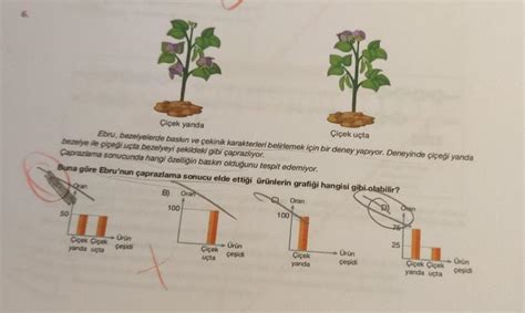 6 Çiçek Yanda Çiçek Uçta Ebru Bezelyelerde Baskın Ve çekinik