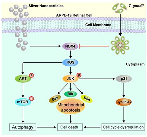 Silver Nanoparticle Induced Apoptosis In ARPE 19 Cells Is Inhibited By IJN
