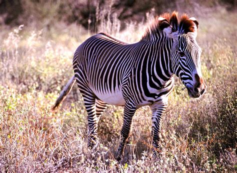 Equus Grevyi