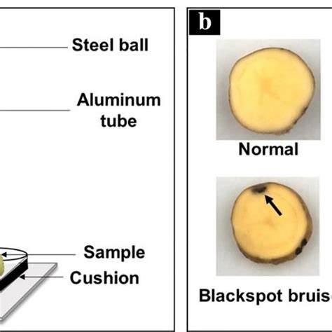 External Defects Of Potato Tubers Download Scientific Diagram