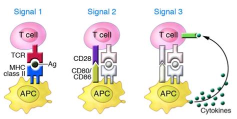 Adaptive Immunity I Flashcards