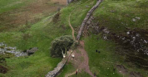 Beloved Sycamore Gap Tree Is Felled At Hadrians Wall In Britain The