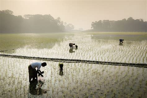 Untitled Taken From Birulia Savar Bangladesh Md Moazzem