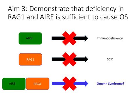 Omenn Syndrome And Rag1 Nicholas Moehn Ppt Download
