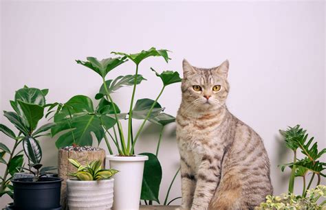10 Houseplants That Are Toxic To Cats Zoë