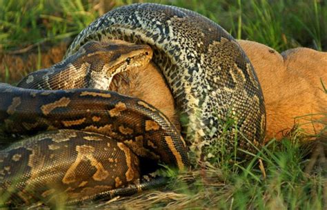 Pix Grove African Python Swallowing A Large Prey