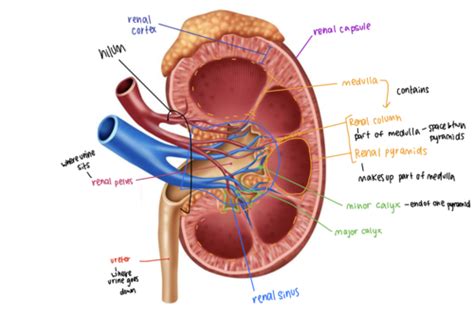 Urinary System Flashcards Quizlet