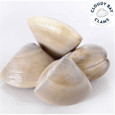 Frozen Cloudy Bay Diamond Shell Clams 1kg Pkt Shopee Singapore