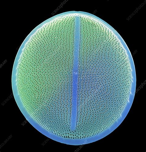 Diatom Sem Stock Image C055 8941 Science Photo Library