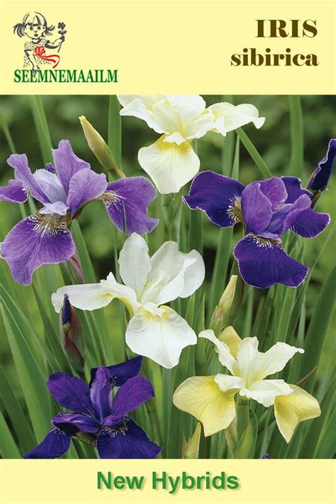 Siberian Iris New Hybrids Seeds