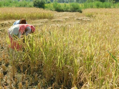 The Crop Is Ready Farmers Worried There Will Be A Delay In Harvesting