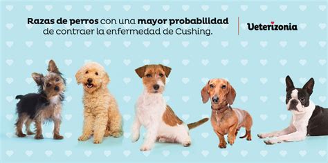 El Síndrome de Cushing en los perros Veterizonia