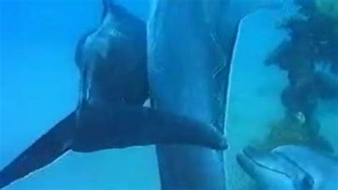 Watch How Two Sexy Dolphins Have Amazing Sex In The Ocean