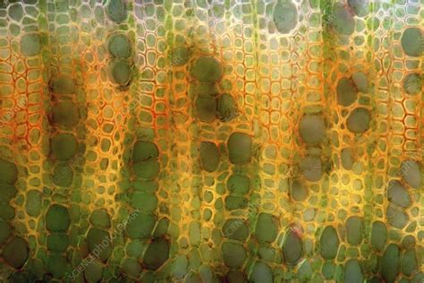 Narrowleaf Lupin Stalk Light Micrograph Stock Image C0576505