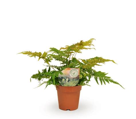 Dryopteris Erythrosora Green Solutions