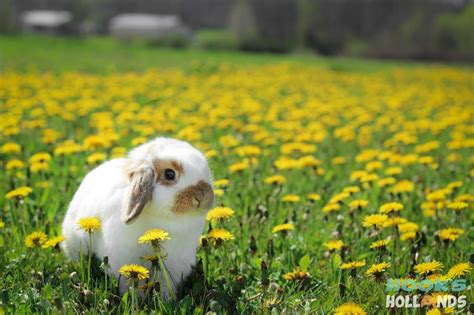 Broken Orange Holland Lop Bunny From Hooks Hollands Ohio Holland Lops