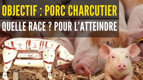 Voici Les Races De Porcs Destinées à Produire De La Viande Sans Graisse