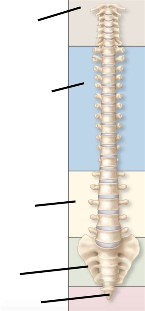 Spinal Cord Lab Practical Diagram Quizlet