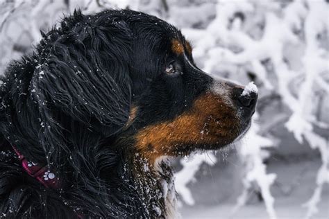 伯恩山犬 狗 宠物 Pixabay上的免费照片 Pixabay