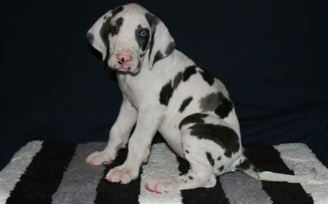 Great Dane Puppies For Sale Cheshire Ct 246773