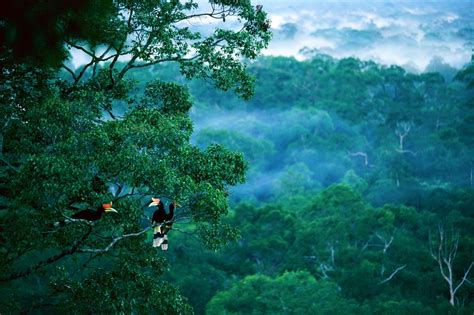Rain Forest Of Kalimantan Borneo Indonesia Forest Pictures