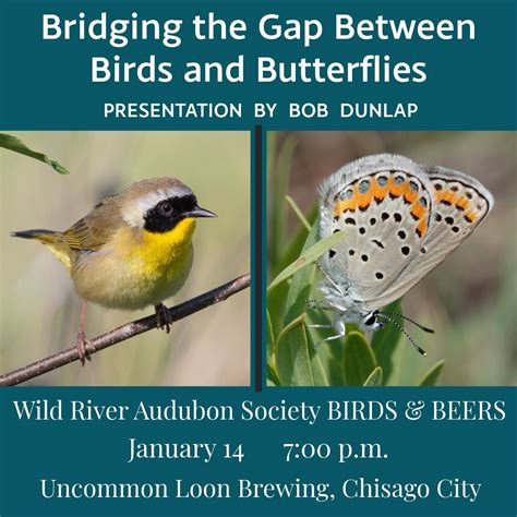 Birds And Beers — Bridging The Gap Between Birds And Butterflies