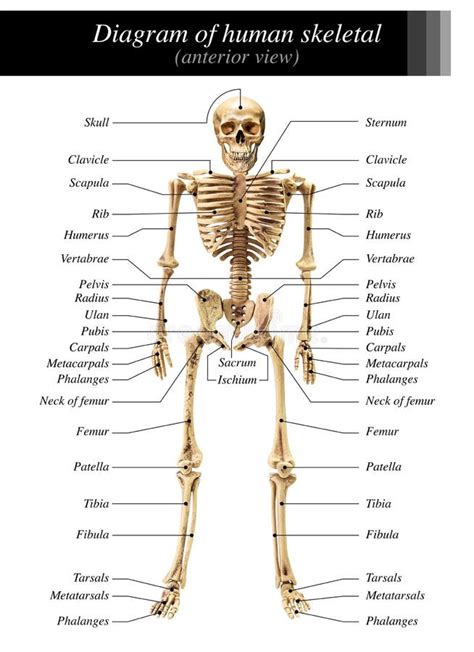 Diagramme Squelettique Humain Image Stock Image Du Humain Système