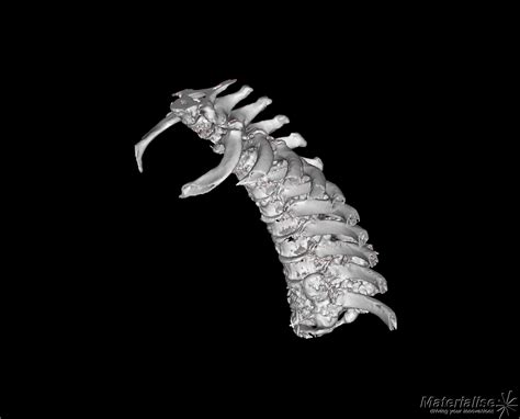 Anatomically Correct 3d Medical Reference Models 3d Thoracic Spine Model 3d Medical Model