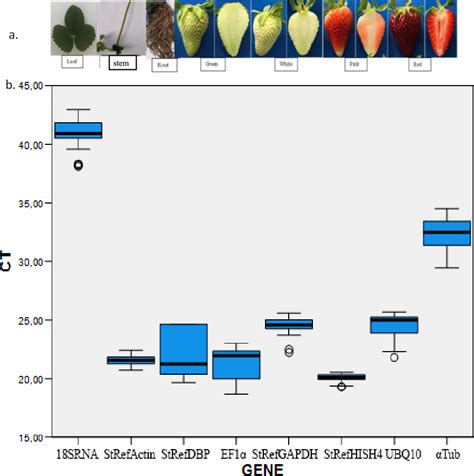 Figure 1 From Reference Gene Selection For Rt Qpcr Normalization Of Strawberry At Various Organs