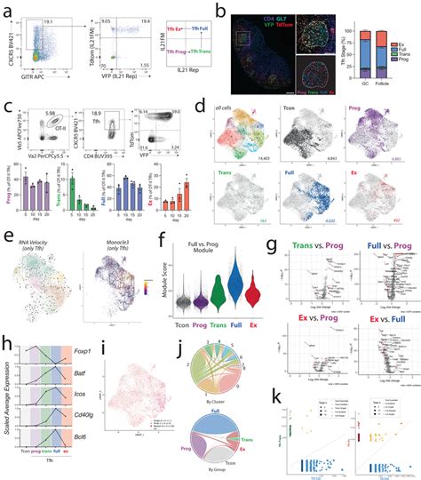 Stepwise Differentiation Of Effector Tfh Cells Is Driven By