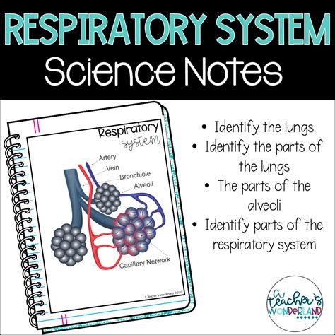 Respiratory System Science Notes A Teachers Wonderland