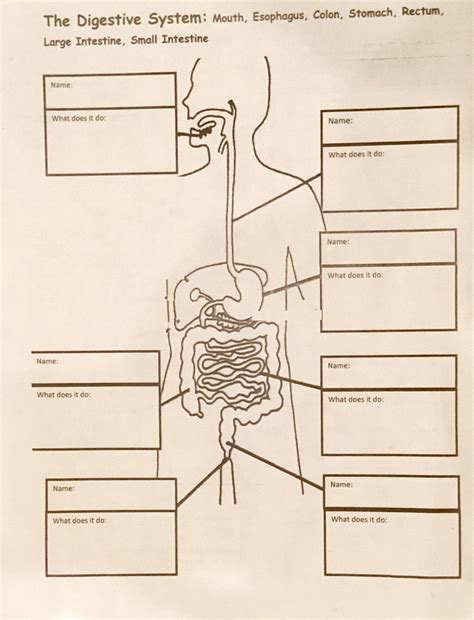 5th Grade Digestive System Vocabulary Diagram Quizlet