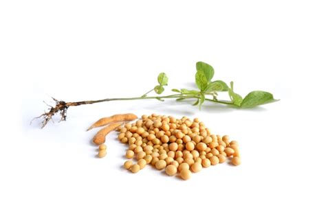 Premium Photo Glycine Max Soybeans Grains Pods And Twig Isolated