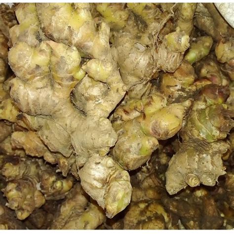 Jual Jahe Gajah Press Shopee Indonesia