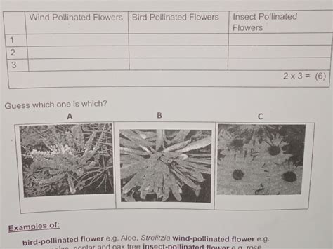 Wind Pollinated Flowers Bird Studyx