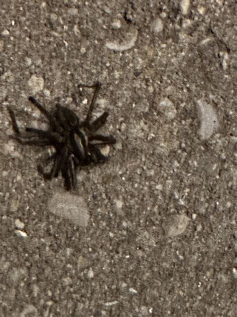 Whats This Illinois Rspiders