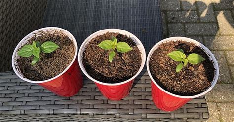 Hardening Off Issue Album On Imgur
