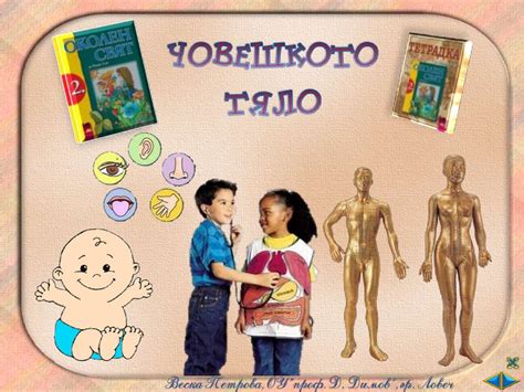 Човешкото тяло презентация онлайн