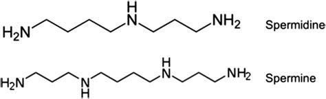 Chemical Structure Of Spermidine And Spermine The Basic Amino Nh2
