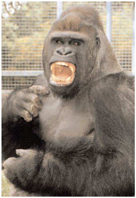 Read About Koko Michaels Dream Page 12 The Gorilla Foundation