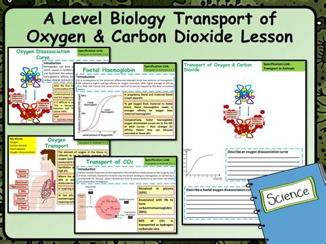 A Level Biology Transport Of Oxygen And Carbon Dioxide Lesson Teaching