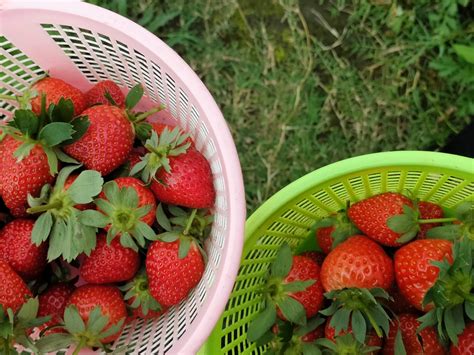 Wajib Coba Wisata Petik Stroberi Di Pemalang Ini Bikin Pengunjung Betah