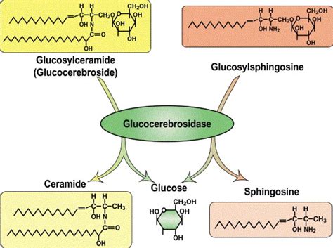 Glucosylsphingosine Analysis Service Creative Proteomics