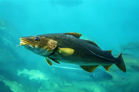 Halibut Vs Cod