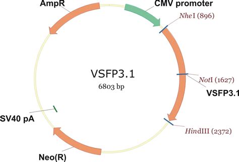 Addgene Pcdna 31 Vsfp31